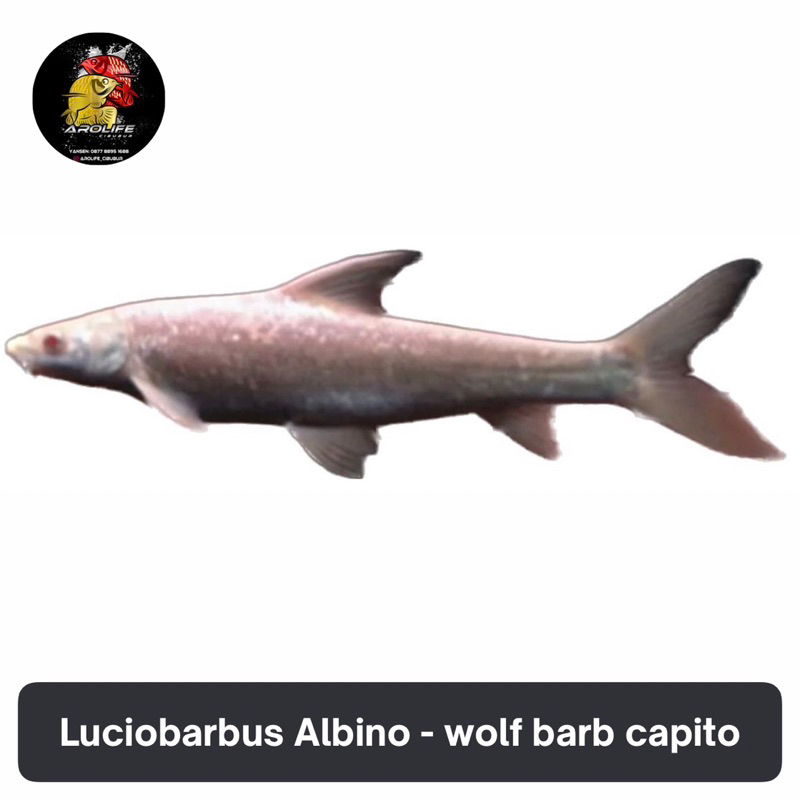 Jual Luciobarbus Albino Capito Wolf Barb Albino Lucibabus Ikan Hias ...
