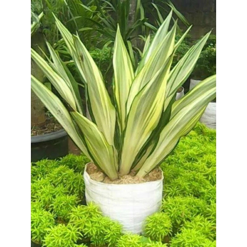 Jual Tanaman Hias Agave Putih/Agave Gigantea | Shopee Indonesia