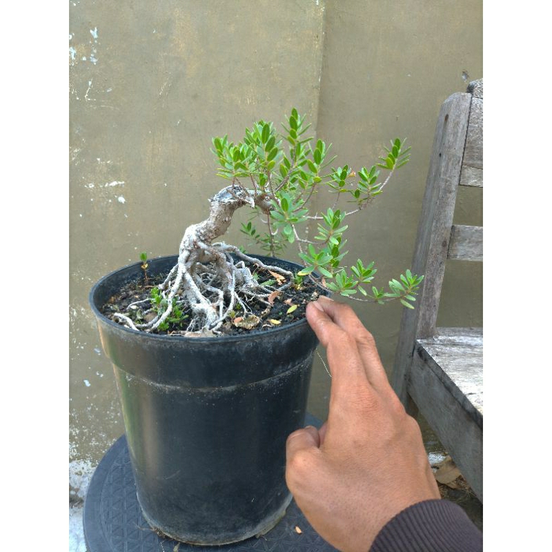Jual Bahan Bonsai Santigi Berkarakter | Shopee Indonesia