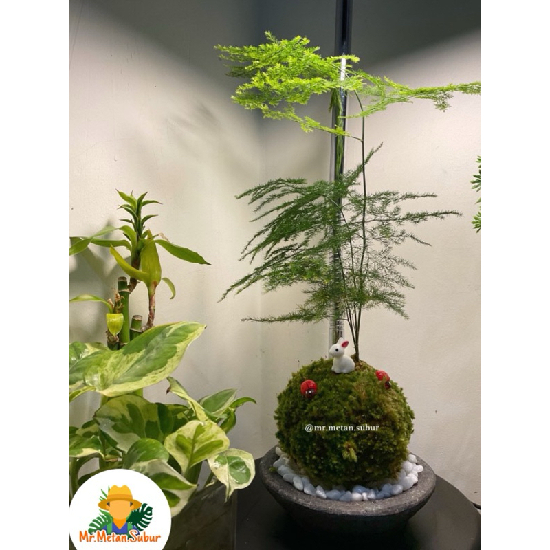 Jual TANAMAN KOKEDAMA JAPAN INDOOR PLANTS BONUS TATAKAN Alas KERAMIK ...