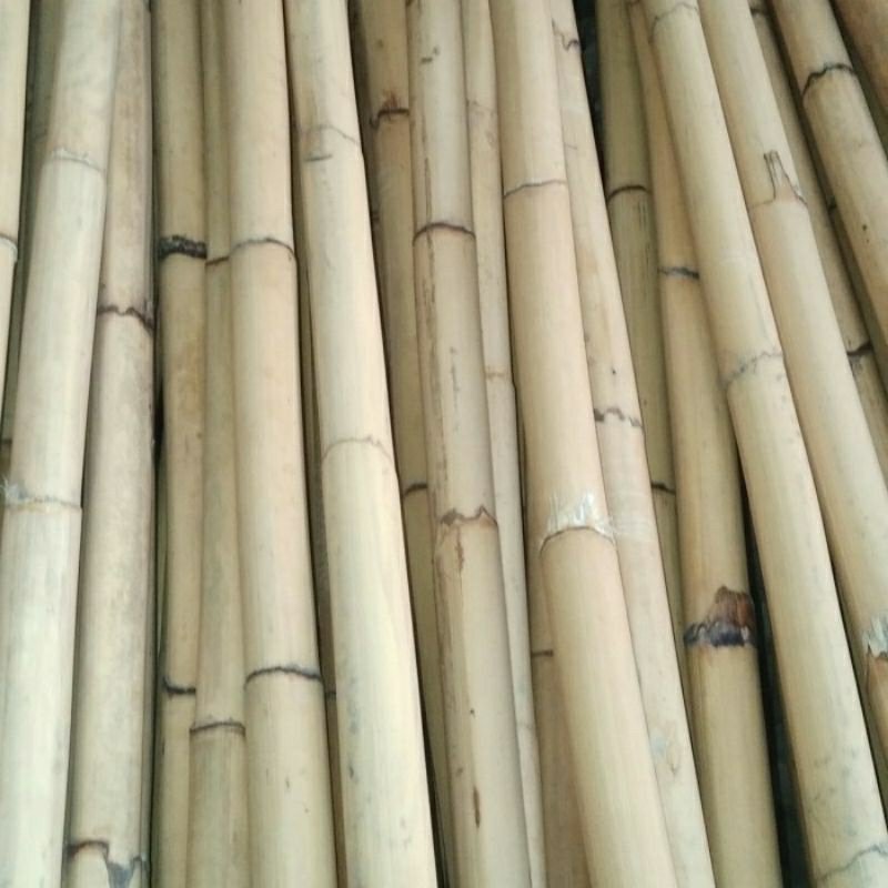 Jual Toya Rotan Kulit 2,5Cm Panjang 173cm Harga 1 Batang Beli 7 Bonus 1 ...