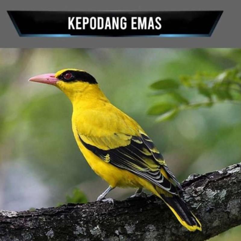 Jual Burung Podang Mas pilihn jantan istimewa | Shopee Indonesia