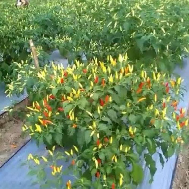 Jual BENIH CABE RAWIT LENTERA ISI 45 BUTIR | Shopee Indonesia