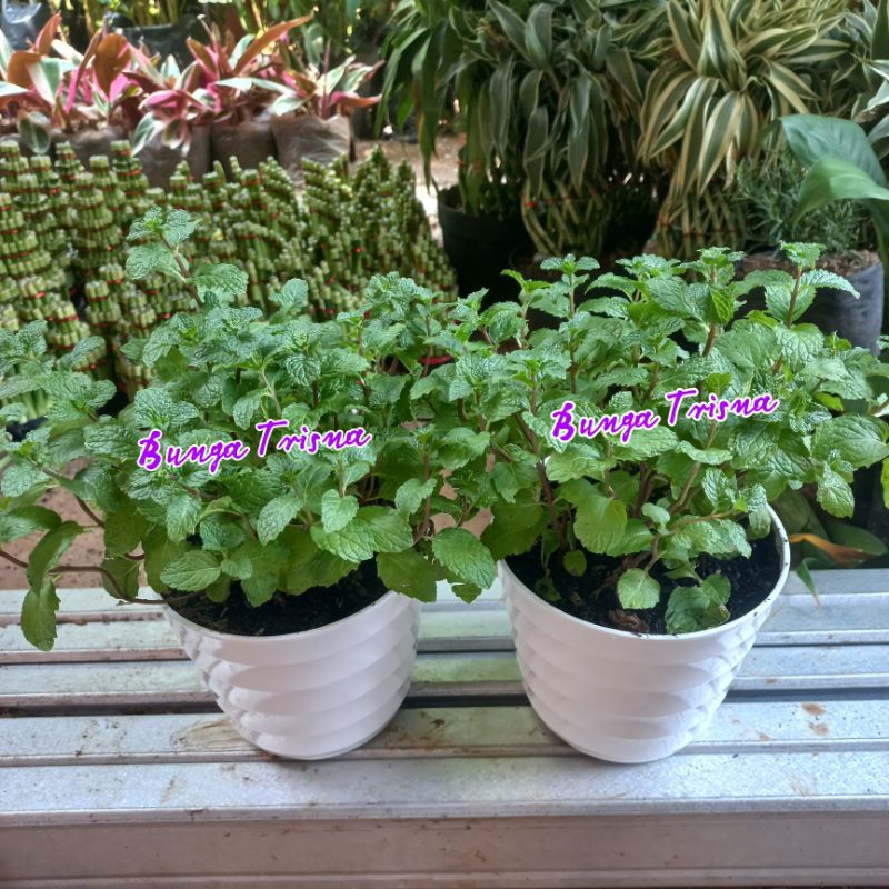 Jual Paket Lengkap Tanaman herbal daun mint include pot putih / Tanaman ...