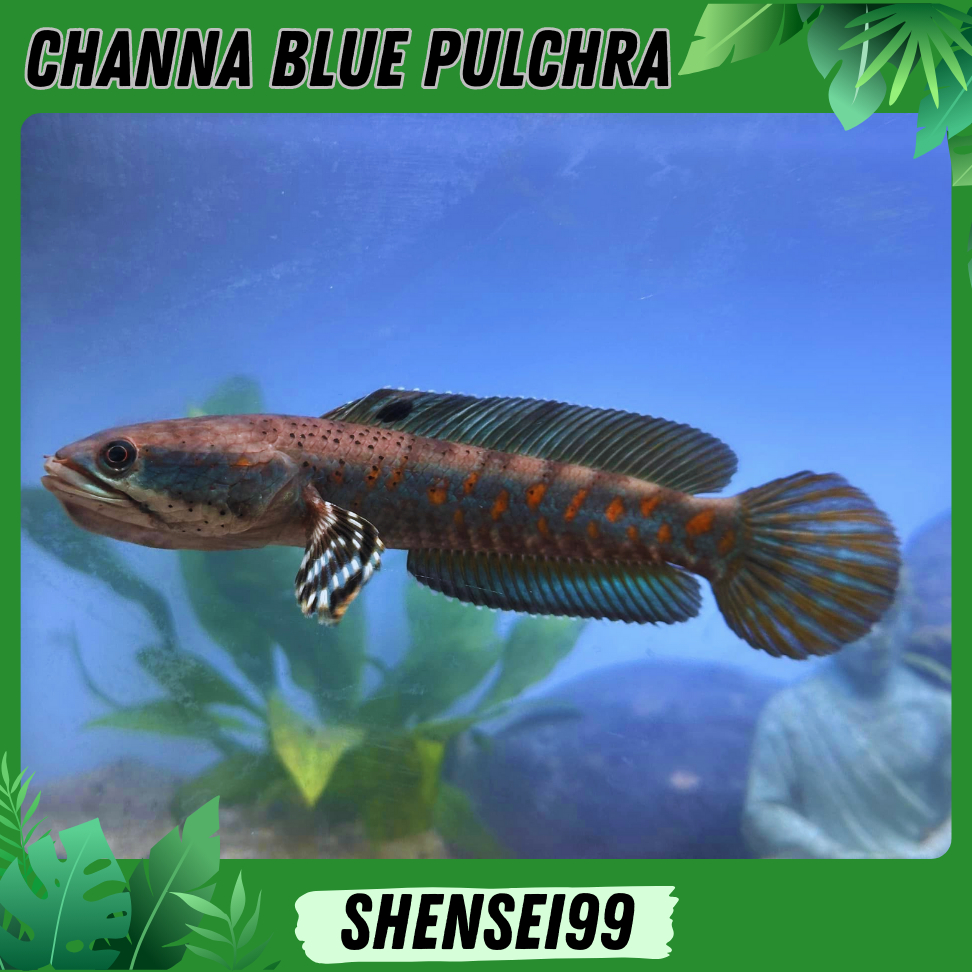 Jual Ikan Chana Channa Blue Pulchra FULL PELET - gabus hias biru ...