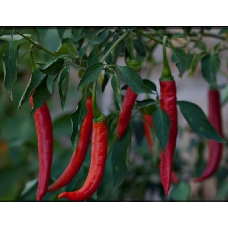 Jual cabe merah asli madura / cabai merah besar 1kg murah | Shopee ...