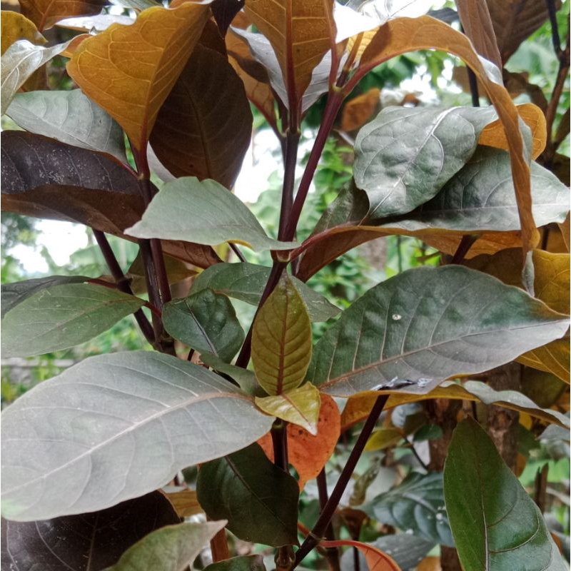 Jual Daun ungu/handeleum(perlambar) | Shopee Indonesia