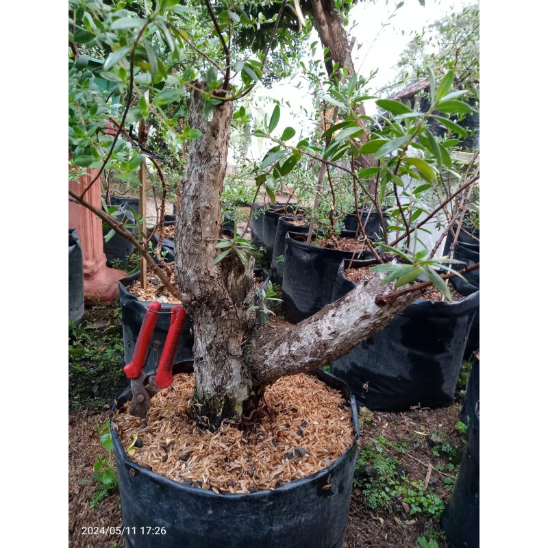 Jual Bahan Bonsai Santigi | Shopee Indonesia