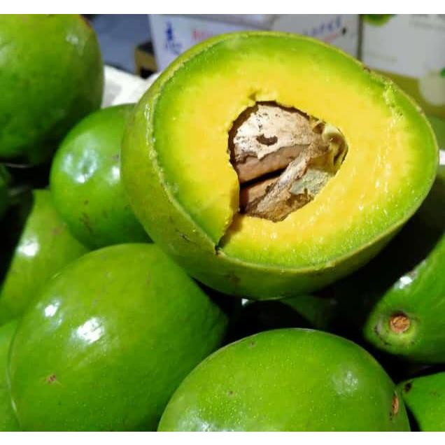 Jual Alpukat Mentega Fresh 1 Kg Murah Rasa Manis dan Lembut Bisa COD ...