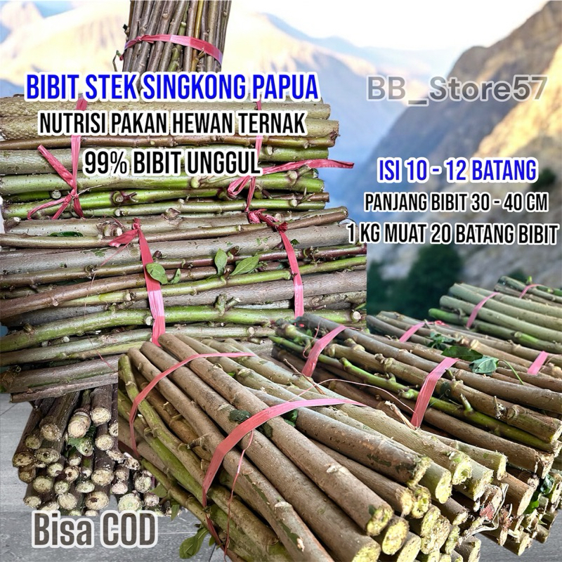 Jual Bibit stek singkong papua telo papua harga 13 batang panjang 20 ...