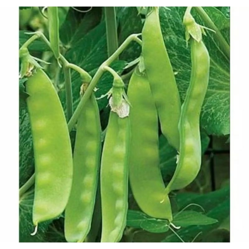 Jual Sayur Kacang Kapri - Kacang Arcis | Shopee Indonesia