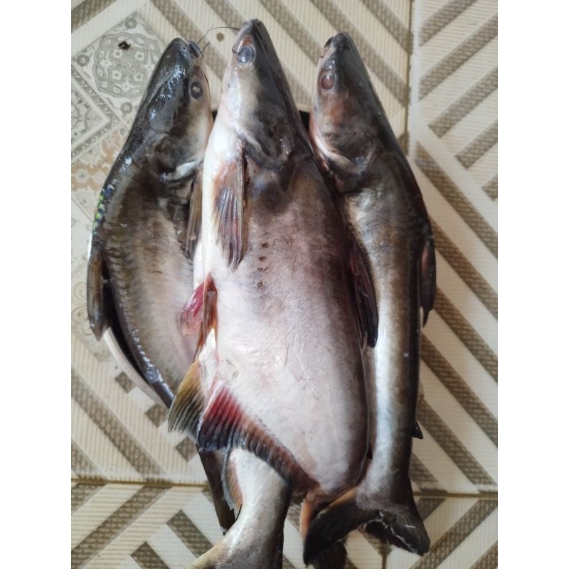 Jual Ikan patin fresh dan segar 1 kg isi2 | Shopee Indonesia