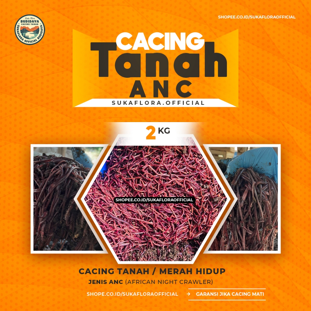 Jual Cacing Merah Anc Hidup Umpan Pancing Pakan Ikan 2 kg / 2000 gram ...