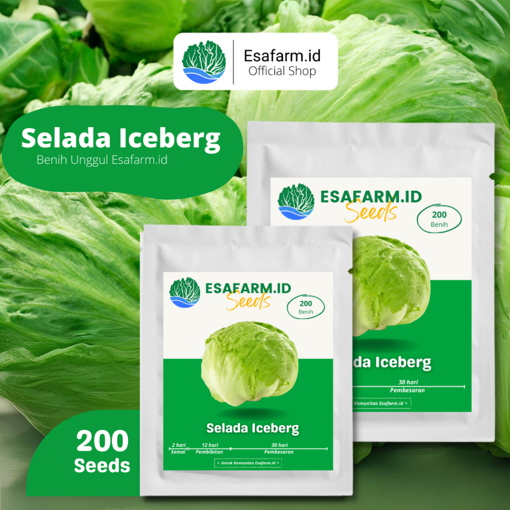 Jual Benih Selada Iceburg Head Lettuce / Selada Kepala F1 Adaptif ...