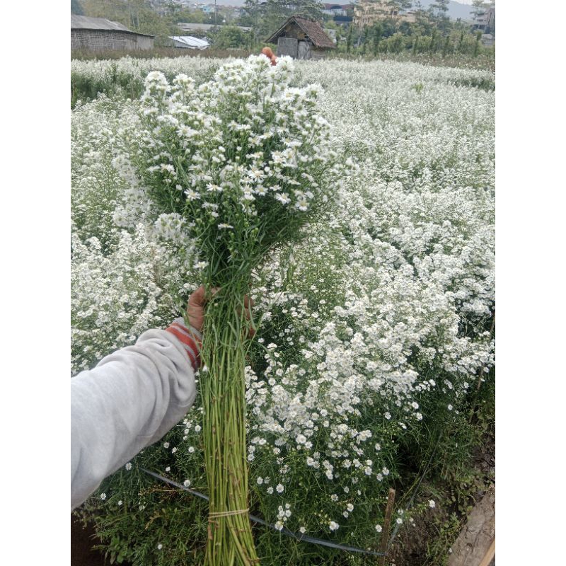 Jual bunga pikok potong warna putih 1 ikat isi 25-30 tangkai. fres ...