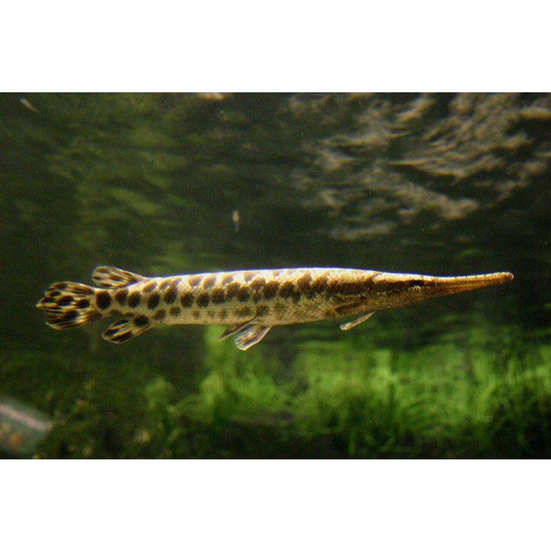 Jual ALI GATOR | ALY GATOR | (KHUSUS INSTAN) | Shopee Indonesia