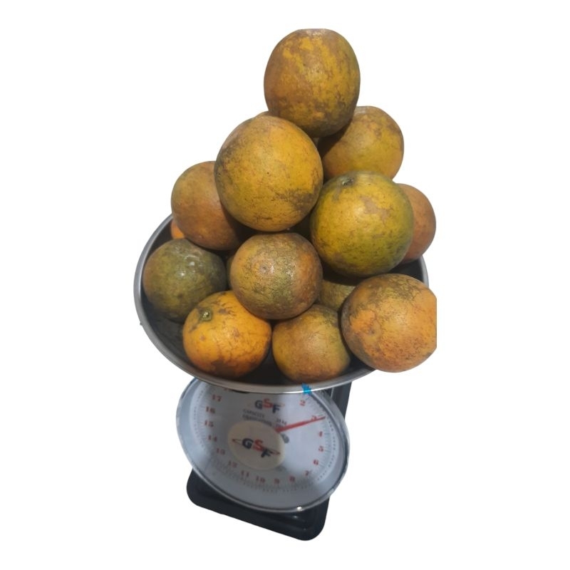 Jual Jeruk Baby Java/Jeruk Peras/Jeruk Manis/Jeruk Iris 500g | Shopee ...