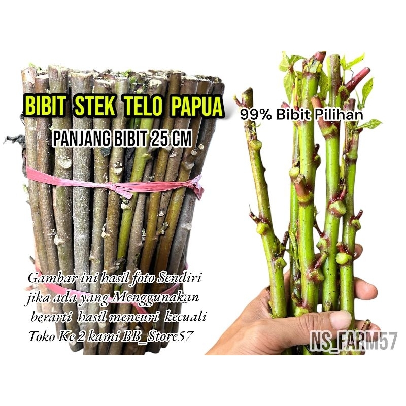 Jual Bibit Super Telo Papua Singkong Papua Muda Super Panjang 20-25 CM ...
