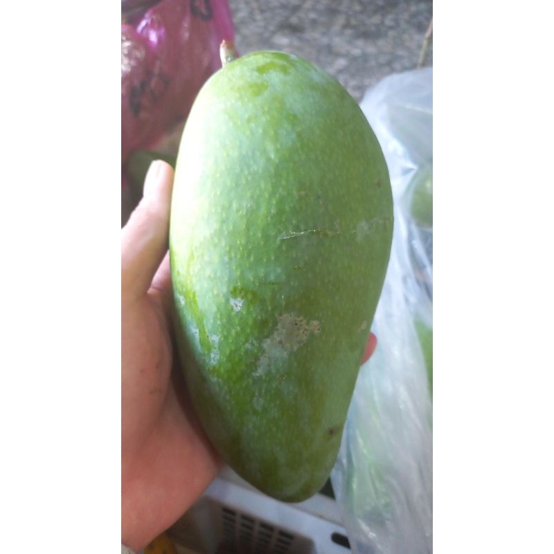 Jual BUAH MANGGA KIOJAY / THAILAND | Shopee Indonesia