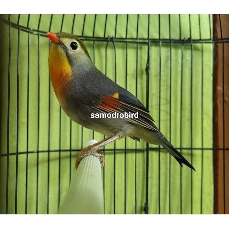 Jual Burung Robin Jantan Bahan Rawatan Sudah Rajin | Shopee Indonesia