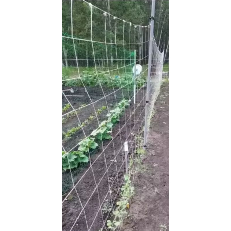 Jual Jaring Pertanian dan kebun Tanaman Rambat Plants Climbing Net ...