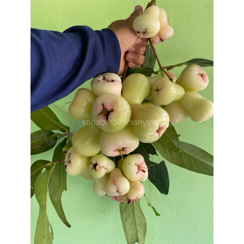 Jual fresh cangkok jambu air Madudeli valid | Shopee Indonesia