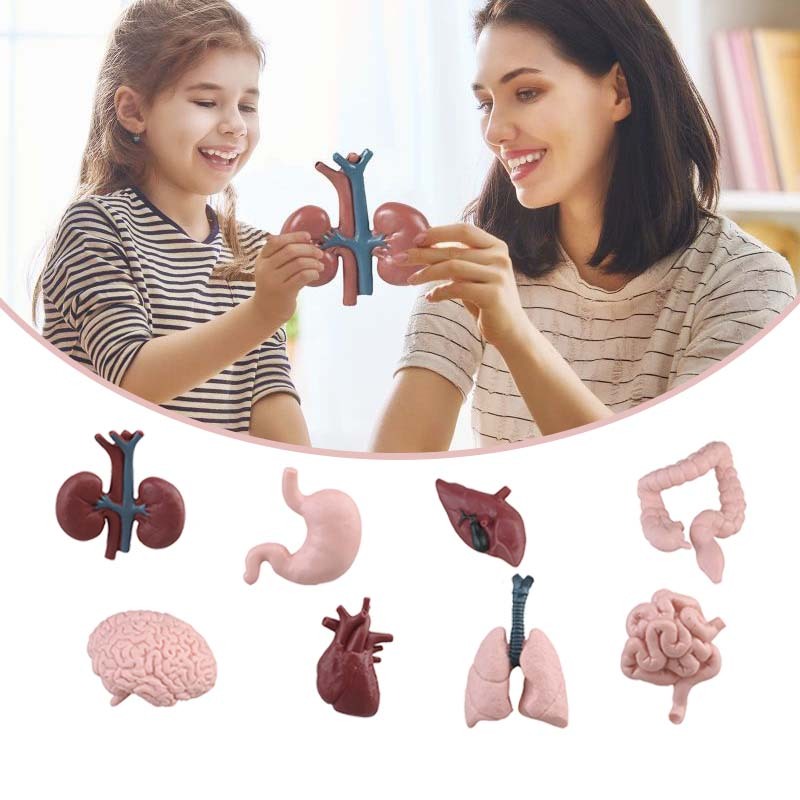 Jual 8 Pcs Organ Tubuh Manusia Anatomi Tubuh Manusia Untuk Anak Alat Peraga Organ Tubuh Mainan ...