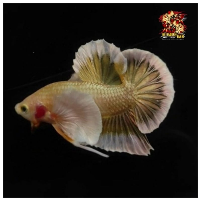 Jual Dumbo Ear Gold Betta Sangat Lebar | Shopee Indonesia