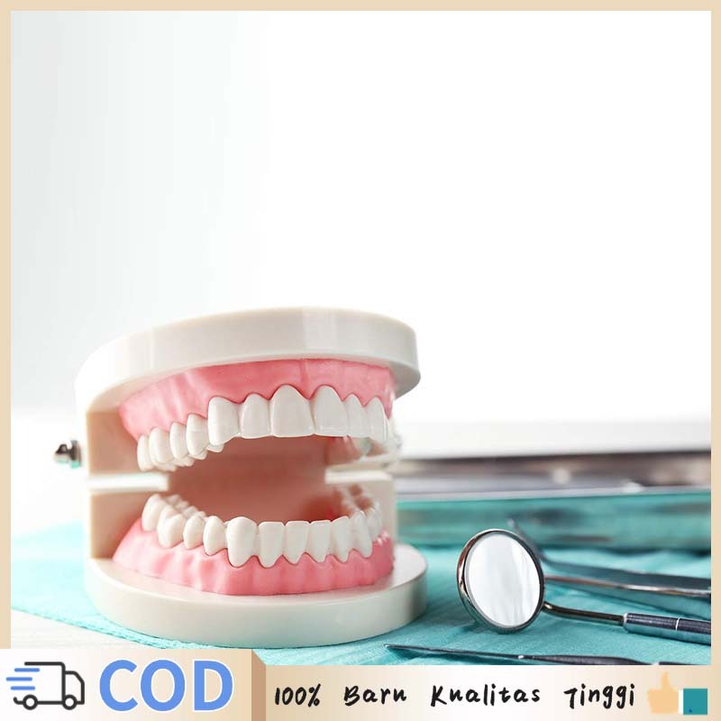Jual Alat Peraga Gigi Dental Model Edukasi Dokter Gigi Gigi Alat Peraga ...