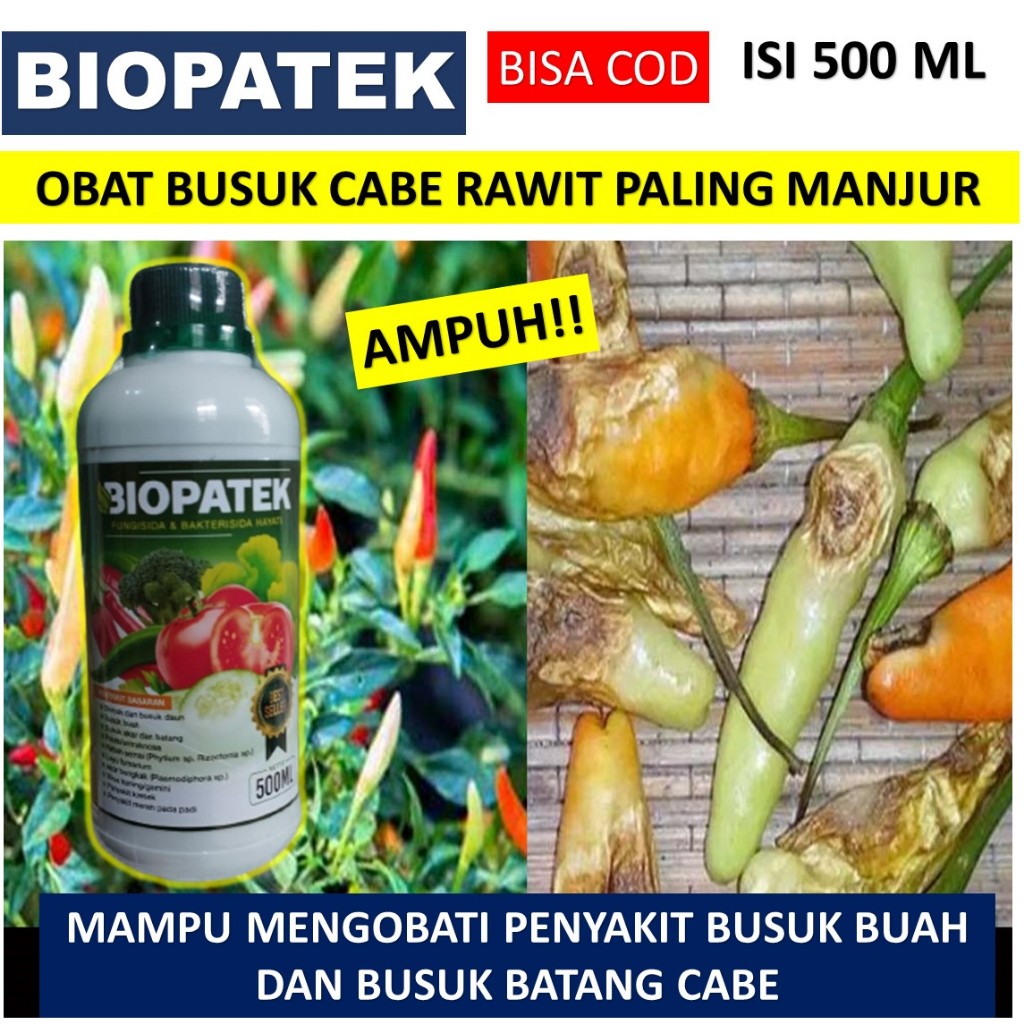Jual OBAT BUSUK BUAH CABE - Fungisida Organik Atasi Hama Penyakit Busuk ...