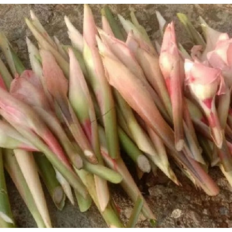 Jual Bunga kucup kecombrang 1 kg | Shopee Indonesia