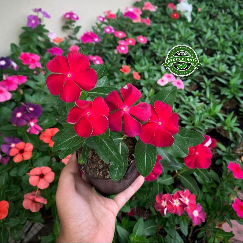 Jual Tanaman Hias Bunga Vinca Blood Red - Pohon Bunga Tapak Dara Bunga ...