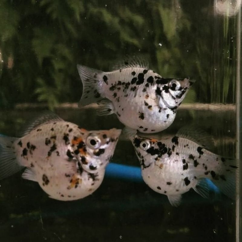 Jual MOLLY BALON (MARBLE) | Shopee Indonesia