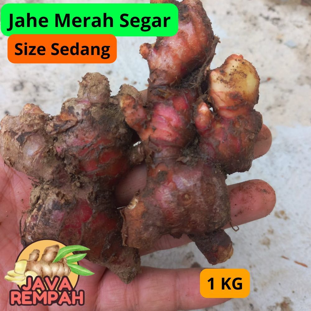 Jual Jahe Merah Medan 1kg Jahe Merah Segar Jahe Merah 1kg ukuran sedang ... Jual Jahe Merah Medan 1kg Jahe Merah Segar Jahe Merah 1kg ukuran sedang ...