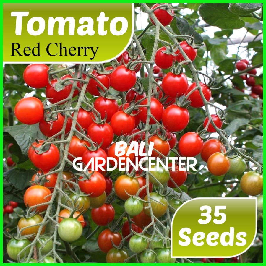 Jual Isi 35 Benih Biji Tomat Cherry - Tomato Red Cherry | Shopee Indonesia