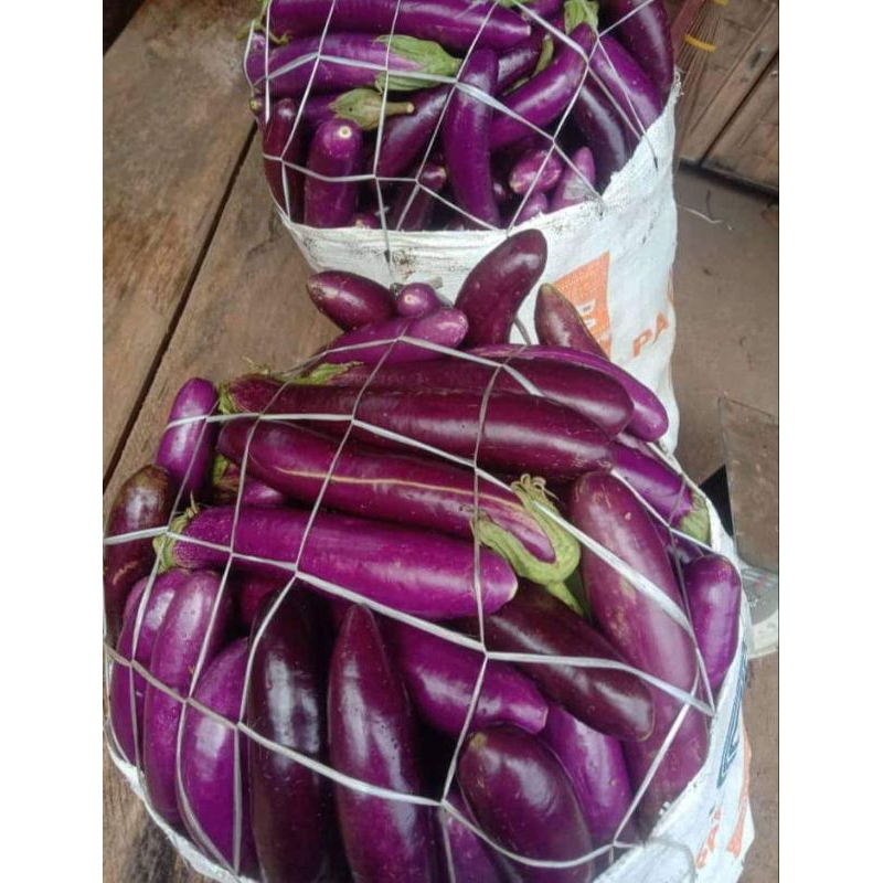 Jual Terong ungu/terong sayur(500g) | Shopee Indonesia