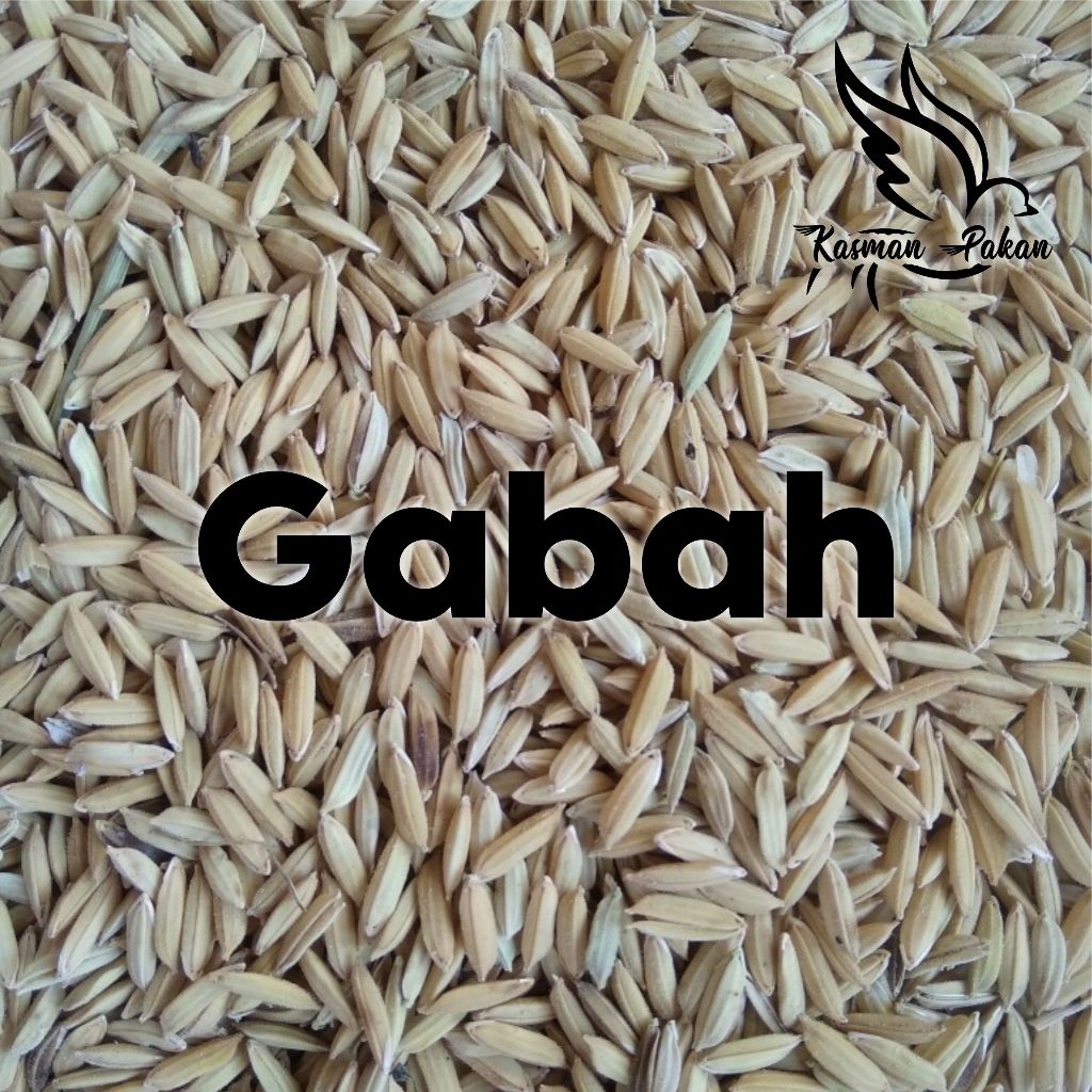 Jual Gabah Bangkok Pakan Burung | Shopee Indonesia