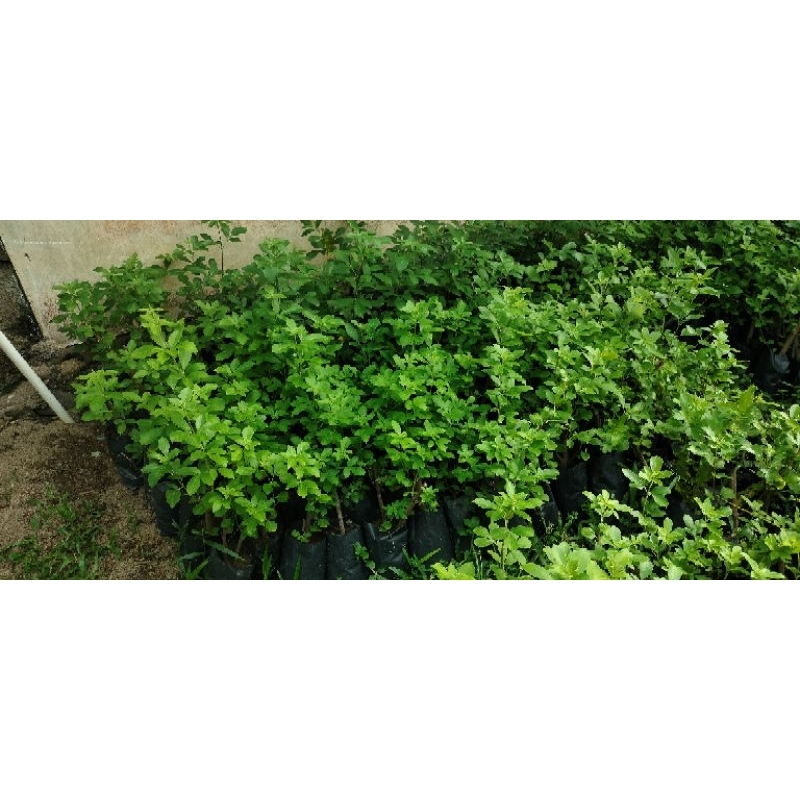 Jual bibit Legundi Gandasari super paket 1000 batang Tamba bonus 300 ...