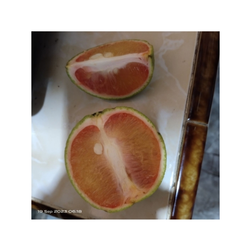 Jual Pohon jeruk sweet orange berbuah | Shopee Indonesia
