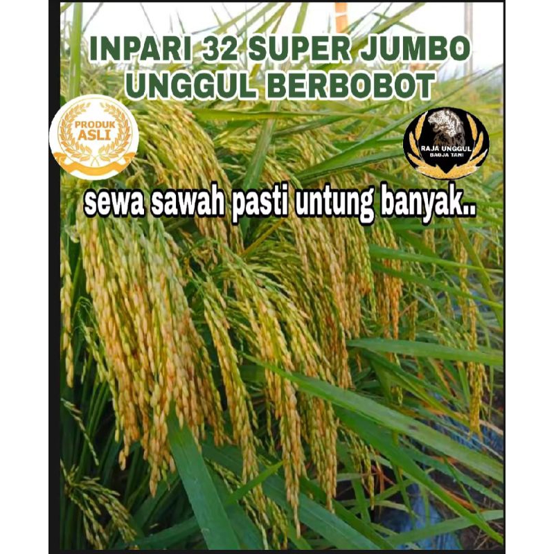 Jual BENIH BIBIT PADI INPARI 32 JUMBO INFARI 32 JUMBO SUPER KUWALITAS UNGGUL BERBOBOT 1 KG ...