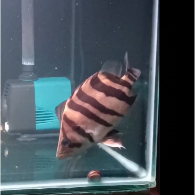 Jual Datznoid Datz Borneo 4 Bar 15cm. Ikan sesuai gambar. | Shopee ...