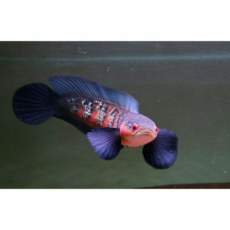 Jual Channa Red maru/red barito sortiran 8-10cm | Shopee Indonesia