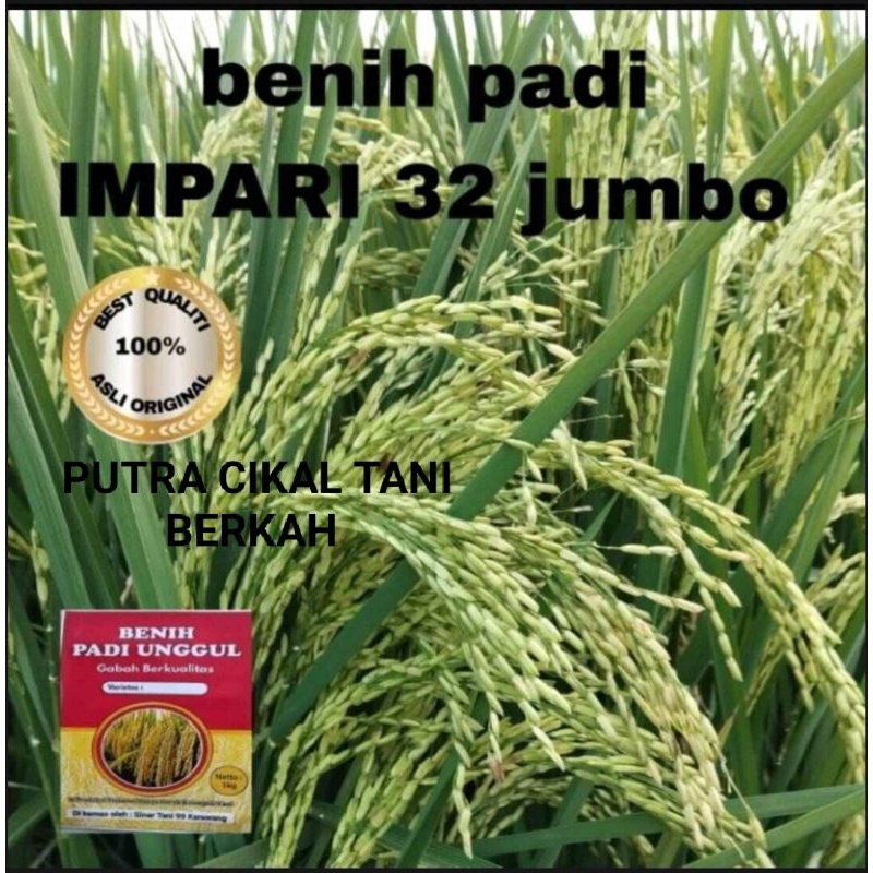 Jual BENIH PADI UNGGUL BERBOBOT INPARI 32 JUMBO ORIGINAL 1KG | Shopee Indonesia
