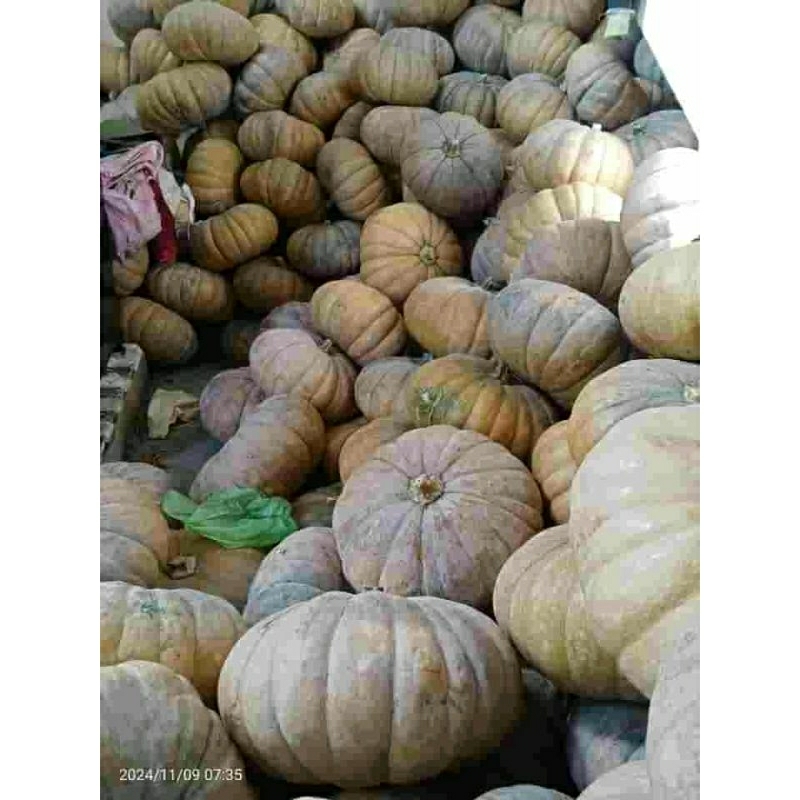 Jual Labu kuning manis/buah waluh manis 1Kg | Shopee Indonesia