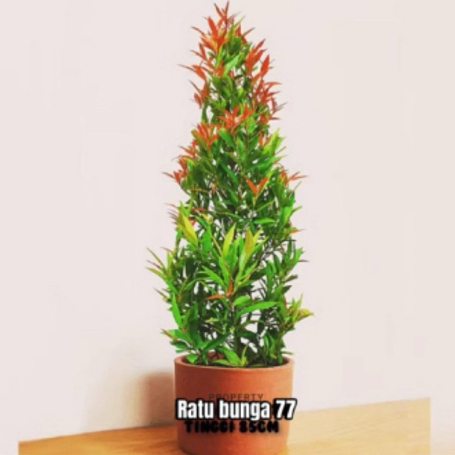 Jual Pucuk merah tinggi 125 cm rimbun besar | Shopee Indonesia