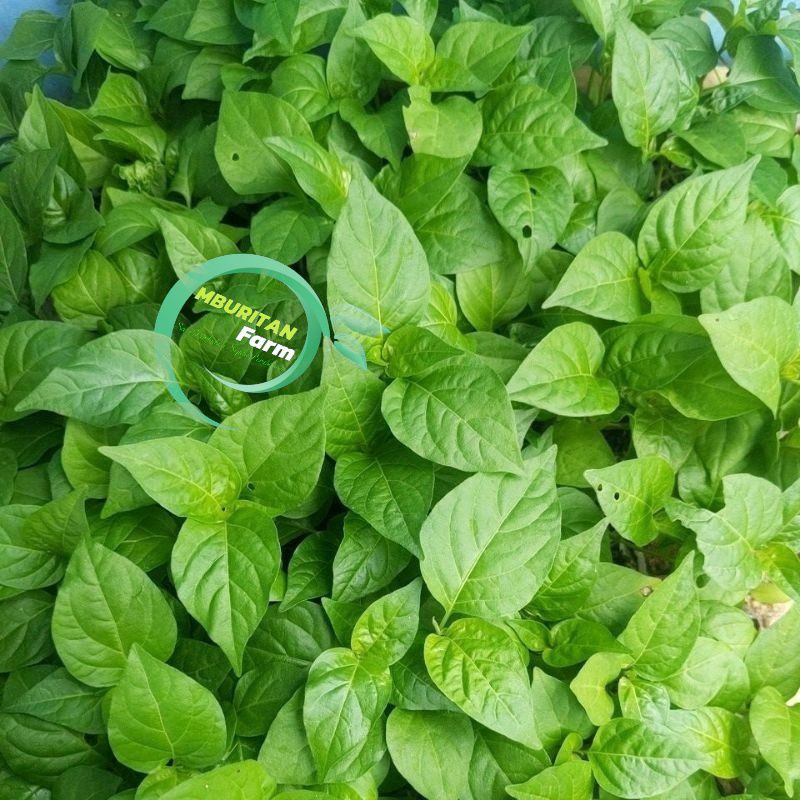 Jual Bibit Cabai Rawit Kaliber Siap Tanam Kualitas Benih F1. | Shopee ...
