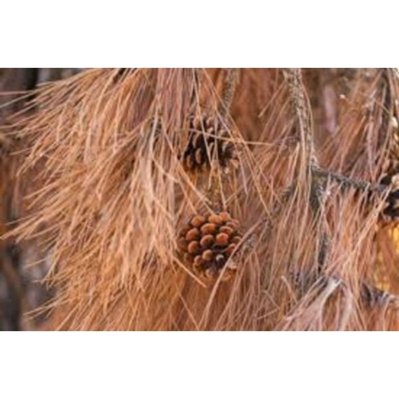 Jual Daun pinus kering tanpa batang 1kg | Shopee Indonesia