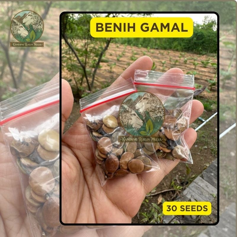 Jual Benih Gamal / Kleresedhe Pakan Ternak kambing Terbaik 30 Biji ...