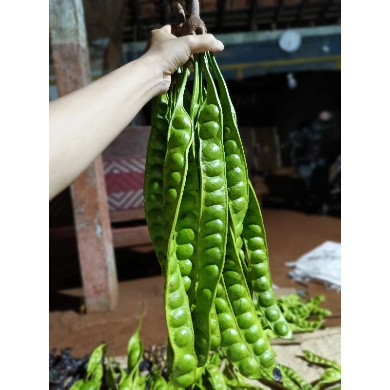 Jual petai panjang per ikat isi 10 lonjor | Shopee Indonesia