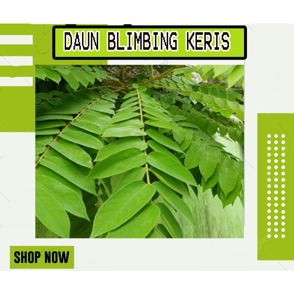 Jual DAUN BLIMBING WULUH | BLIMBING KERIS BASAH SEGAR FRESH 10 IKAT ...